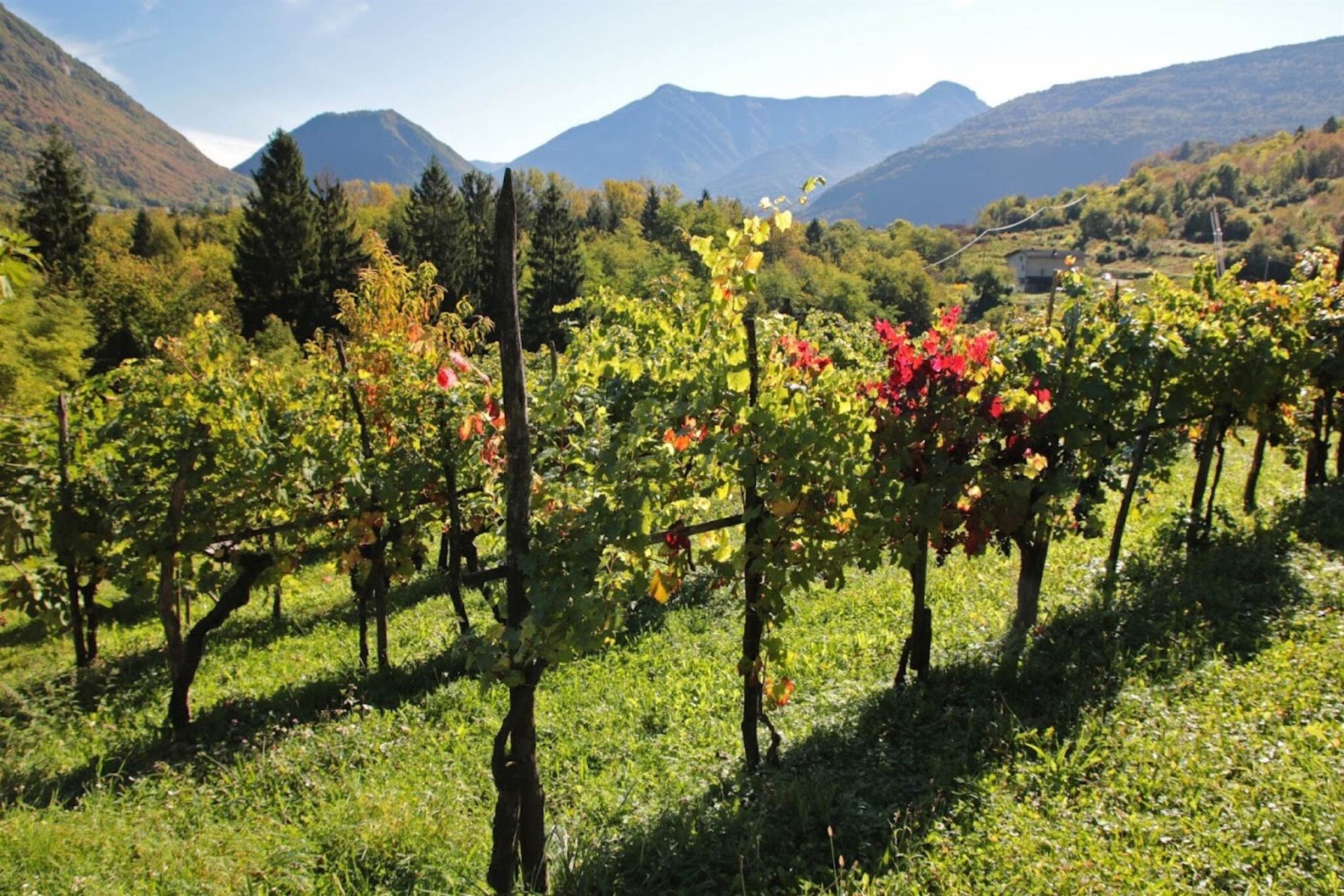 A Sip of History: Belluno's Wine - Dolomiti Prealpi